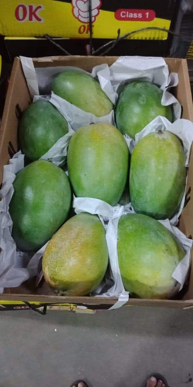 Mango – Maverick Egypt